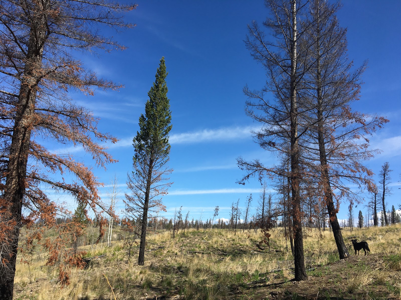 Fall Planting in the Cariboo-Chilcotin: A response to a warming climate ...
