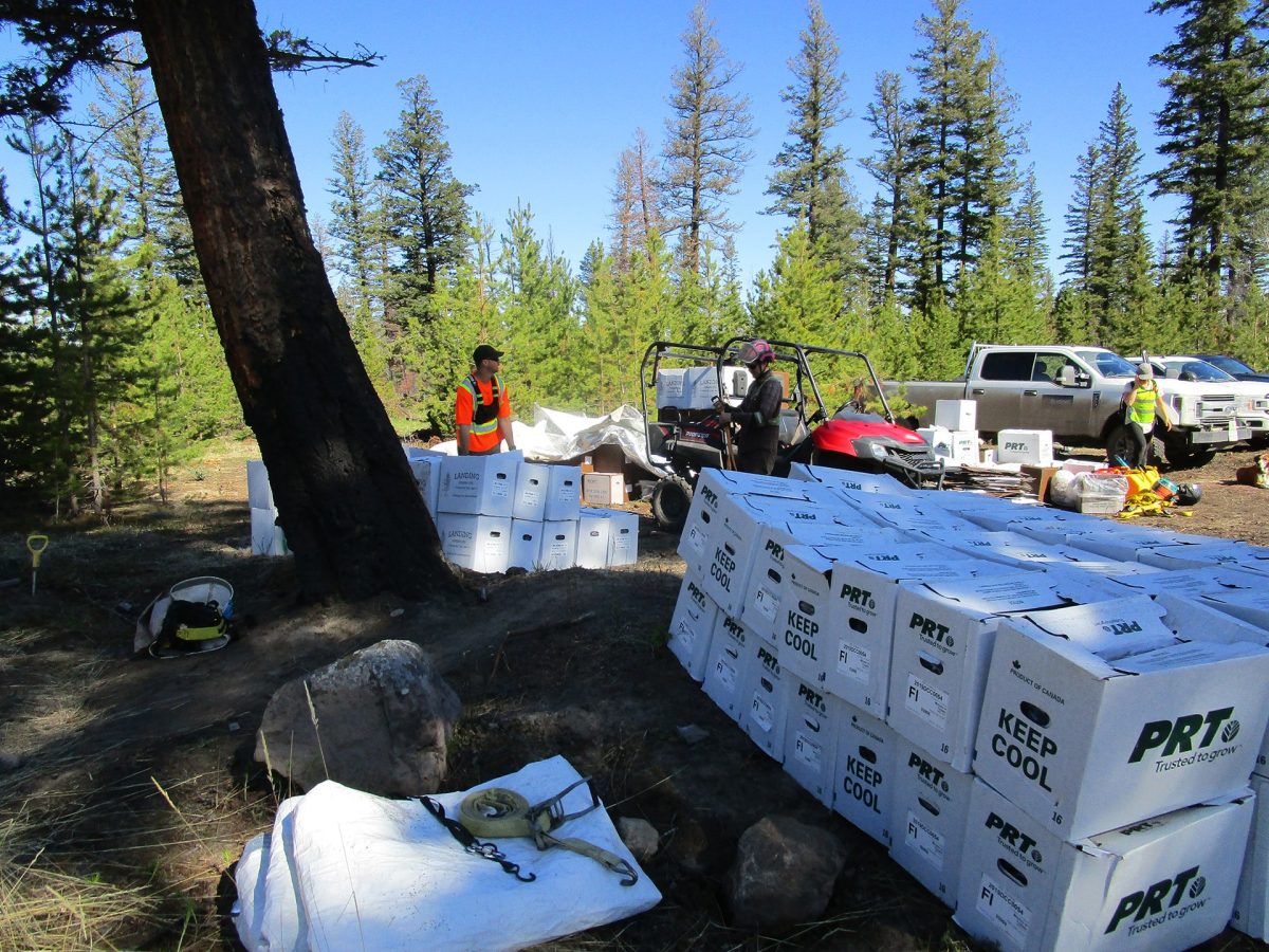 Reforestation – Cariboo Carbon Solutions