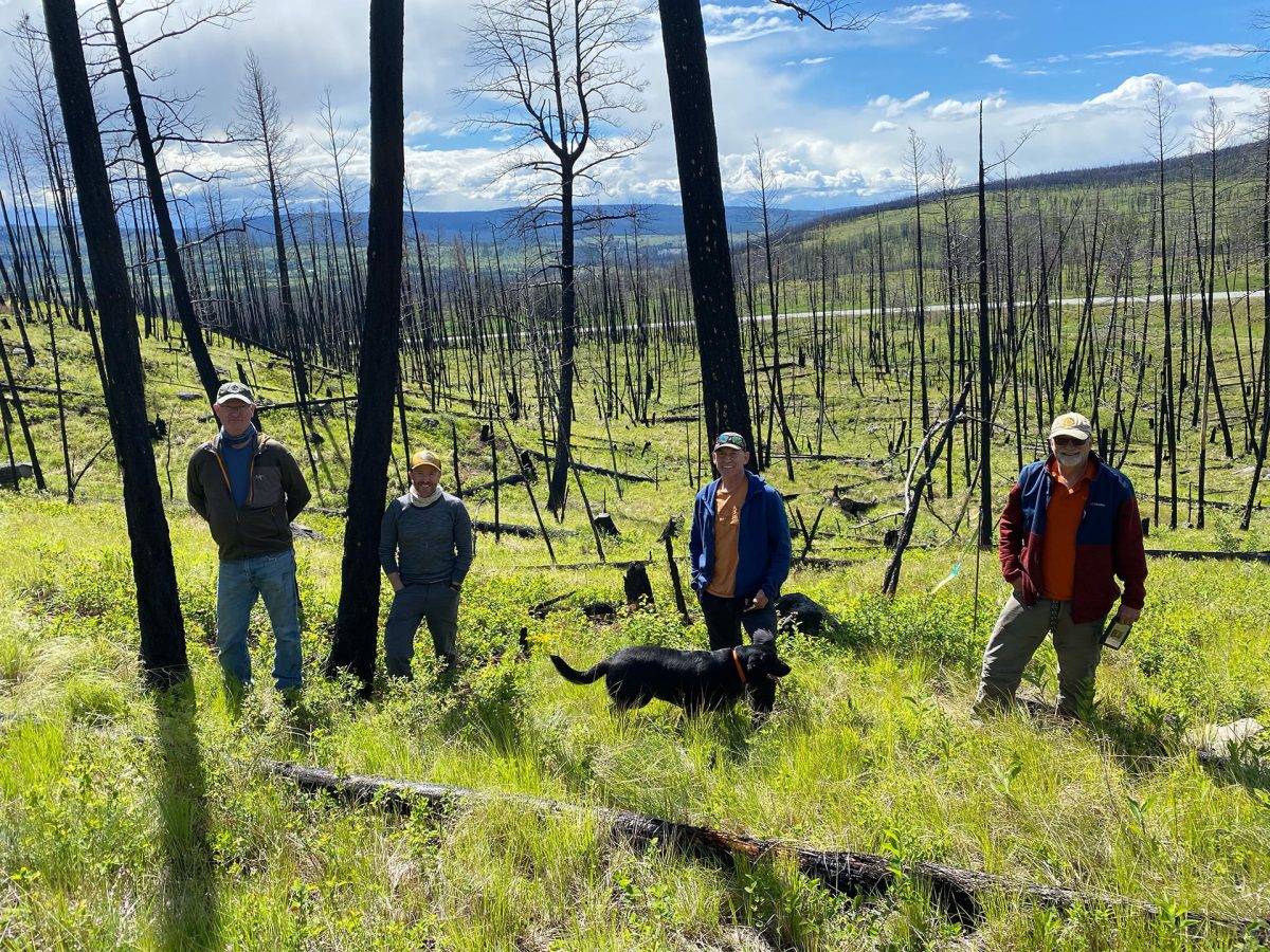 Silviculture – Cariboo Carbon Solutions